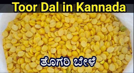Toor Dal in Kannada ಕನ್ನಡದಲ್ಲಿ ತೊಗರಿ ಬೇಳೆ Toor Dal Meaning in kannada