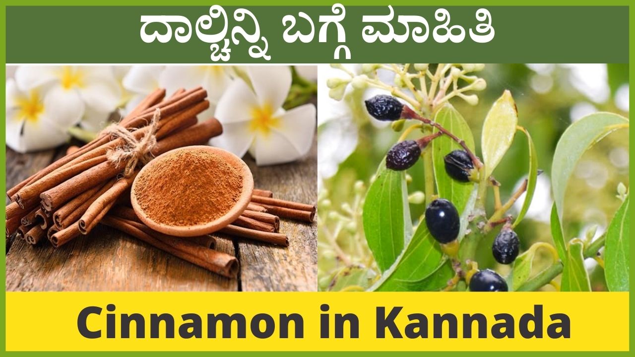 Cinnamon In Kannada Cinnamon In Kannada