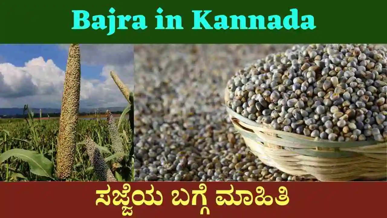 Bajra in Kannada | ಬಾಜ್ರಾ ಬಗ್ಗೆ ಮಾಹಿತಿ | ಸಜ್ಜೆ ಬಗ್ಗೆ ಮಾಹಿತಿ