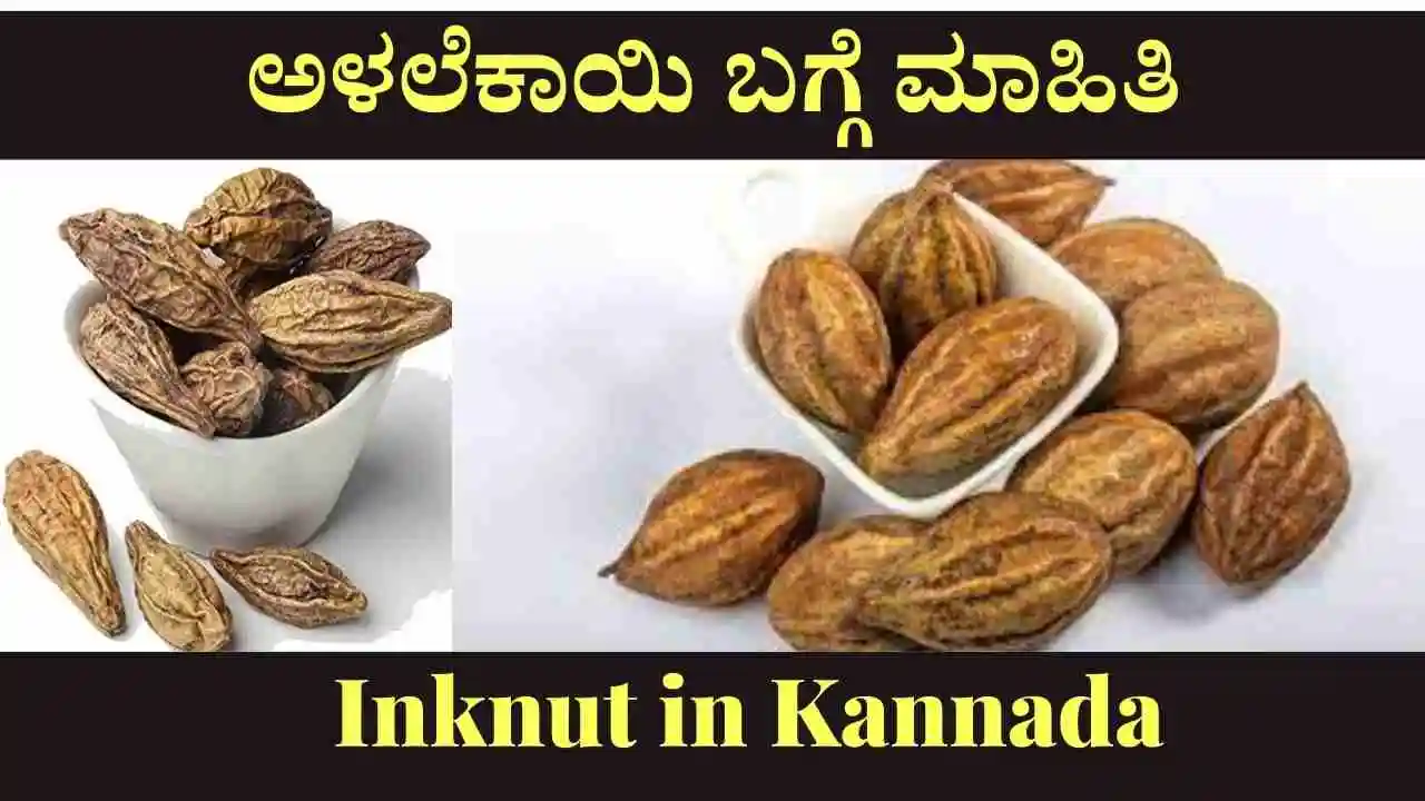 ಅಳಲೆಕಾಯಿ ಬಗ್ಗೆ ಮಾಹಿತಿ | Inknut in Kannada